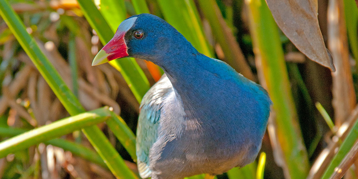 12 Most Beautiful Birds Of Texas | Texas Outside